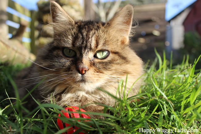 Cats | Cat called Bobbie | Cat Picture 26