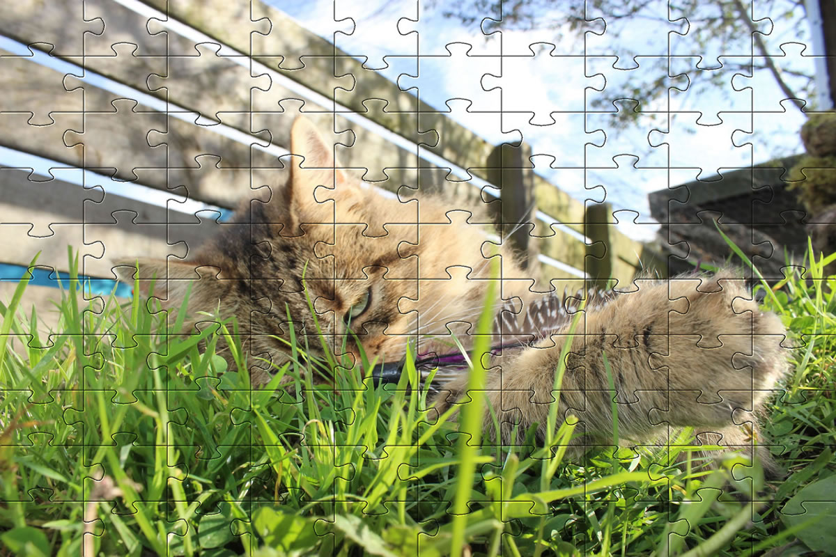 Jigsaw Puzzles of Cats | Jigsaw Puzzle Game 29 - Cat Playing with ...